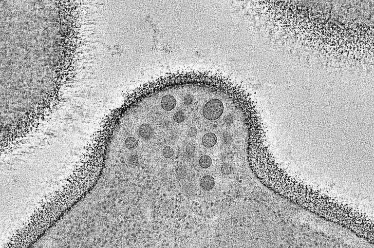 Revealing the cell's nanocourier at work