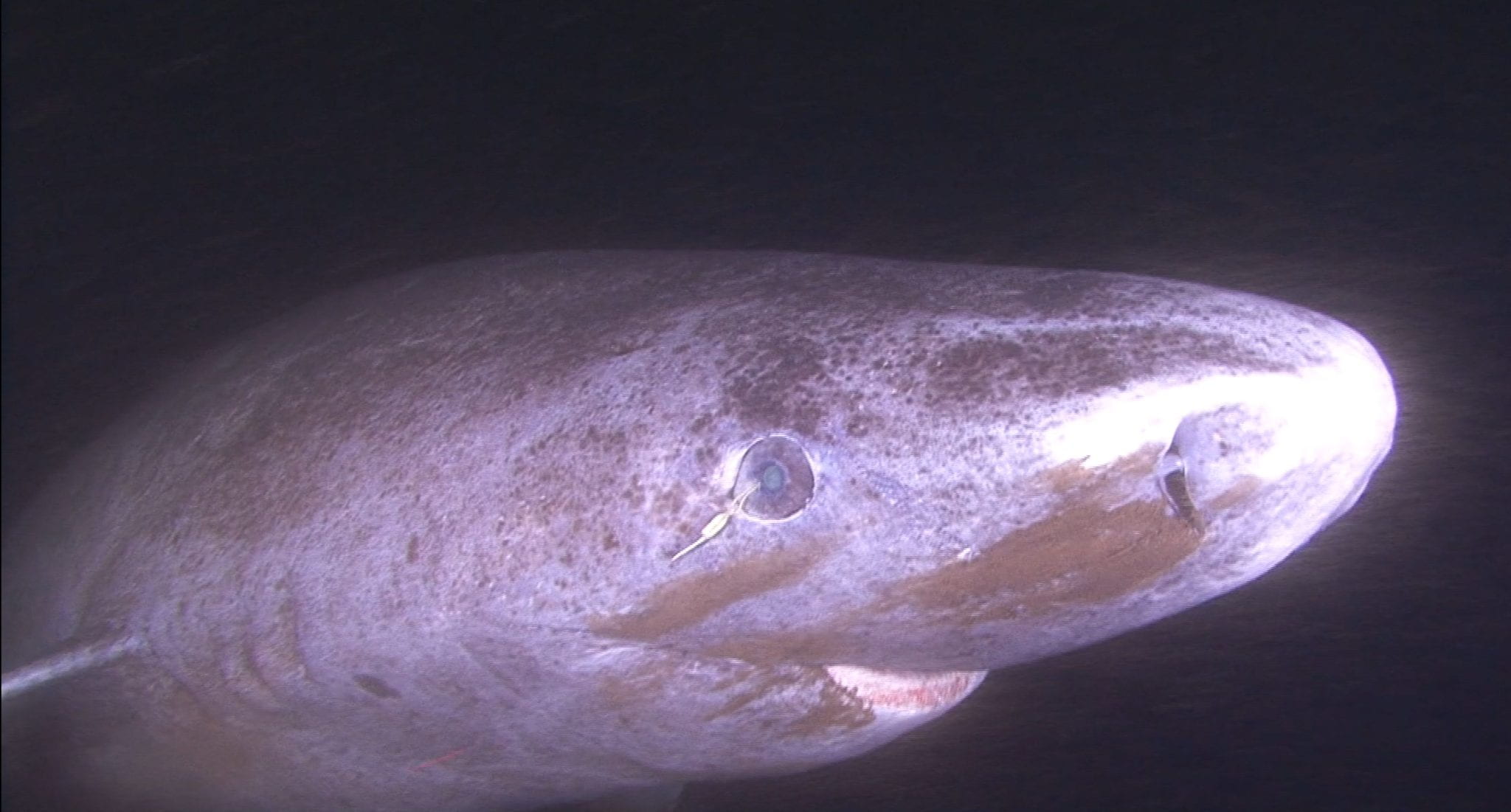 Greenland sharks can survive for centuries—and maintain long-lasting ...