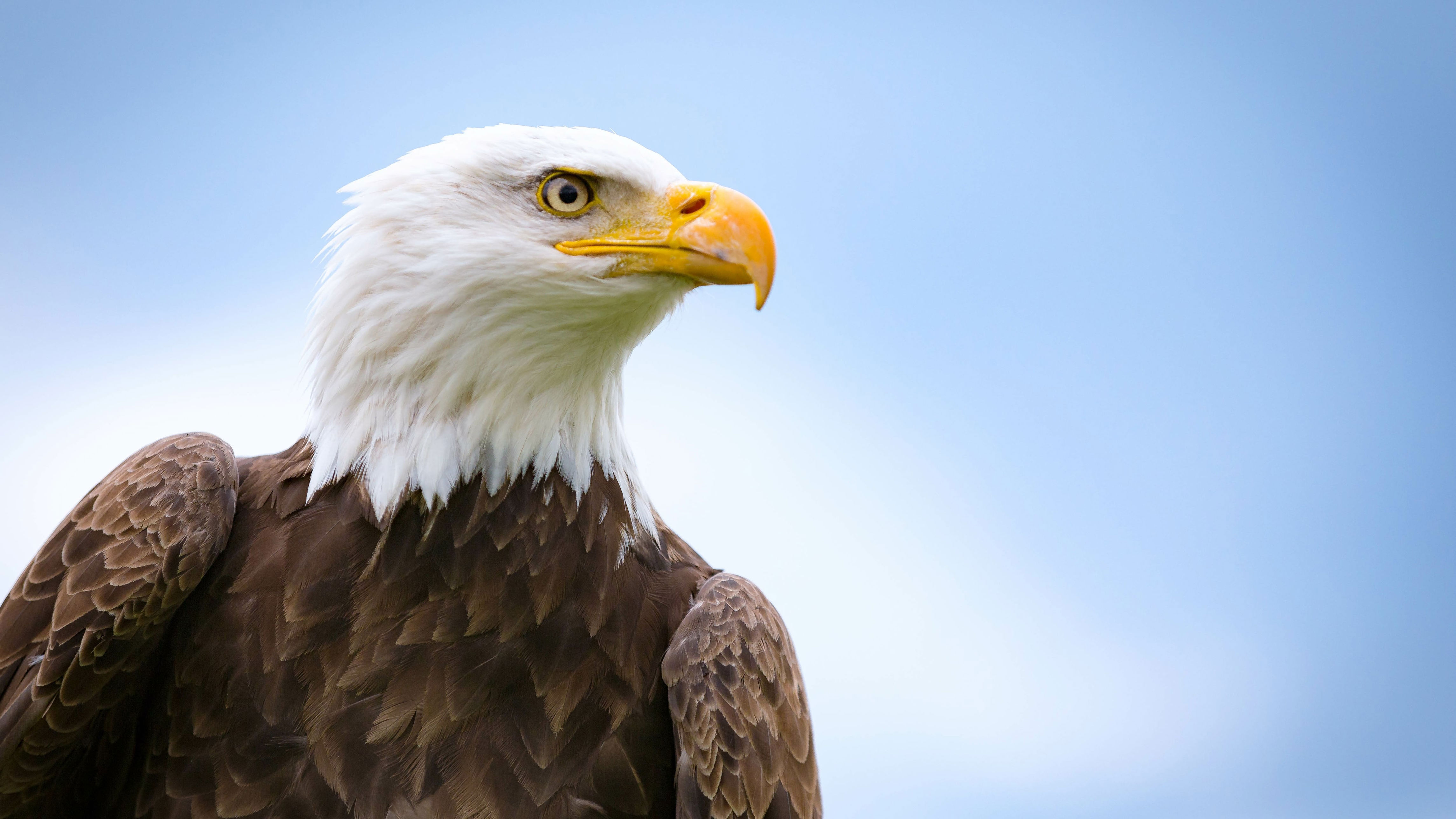 Nest camera gives live look at bald eagle pair in Pittsburgh