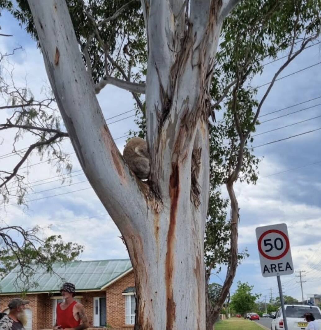 Woman hears 'panting' in shopping plaza and finds endangered animal ...
