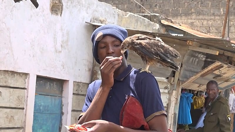 Kenya: The man rescuing wild birds, even without a roof over his head