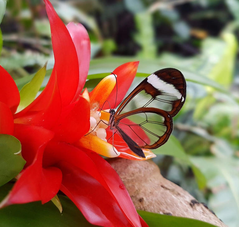 Love is in the air at Stratford-upon-Avon Butterfly Farm