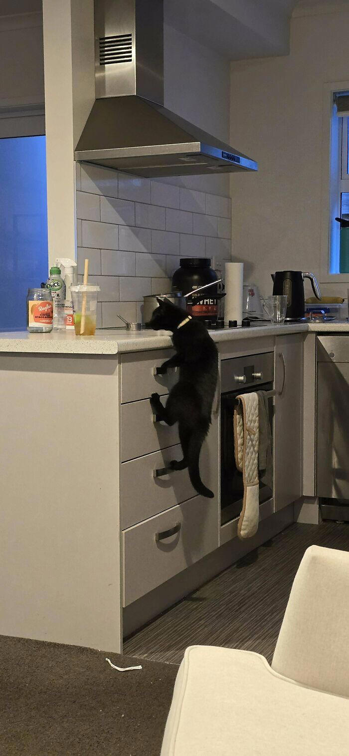 45 wholesome pics of rescue pets who just became someone’s family members