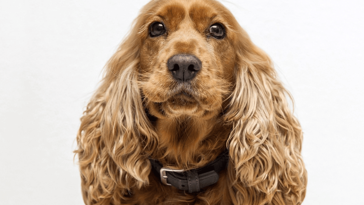 10 essential commands every dog should know, according to trainers