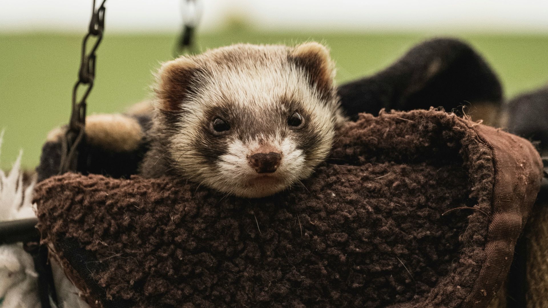 10 animals we no longer domesticate & 10 we still do