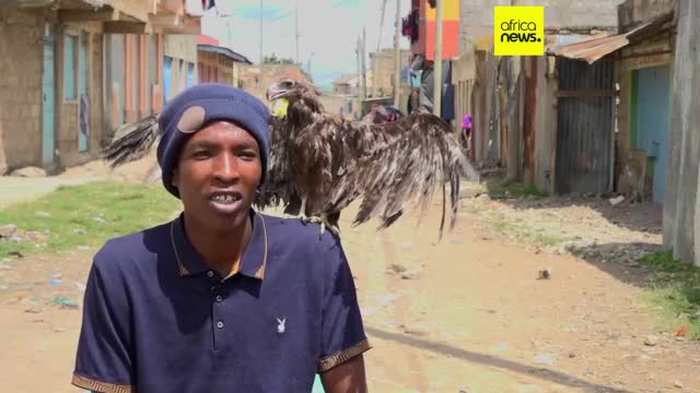 Kenya: The man rescuing wild birds, even without a roof over his head