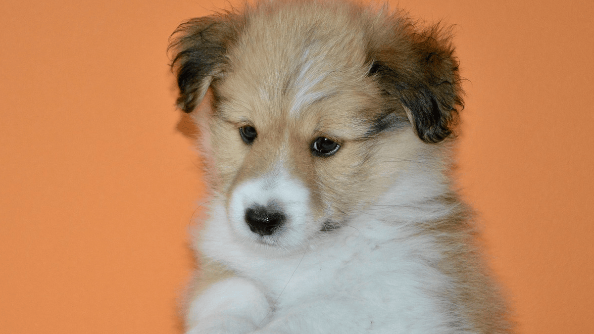 10 essential commands every dog should know, according to trainers
