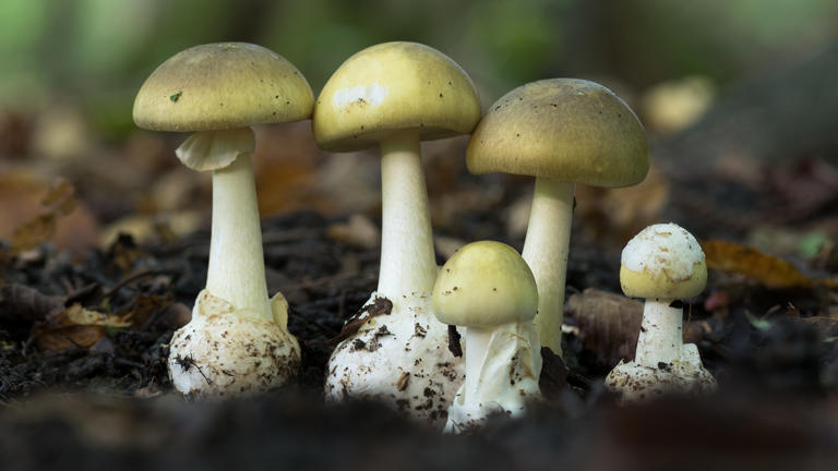 3 dead, dozens sickened after eating death cap mushrooms