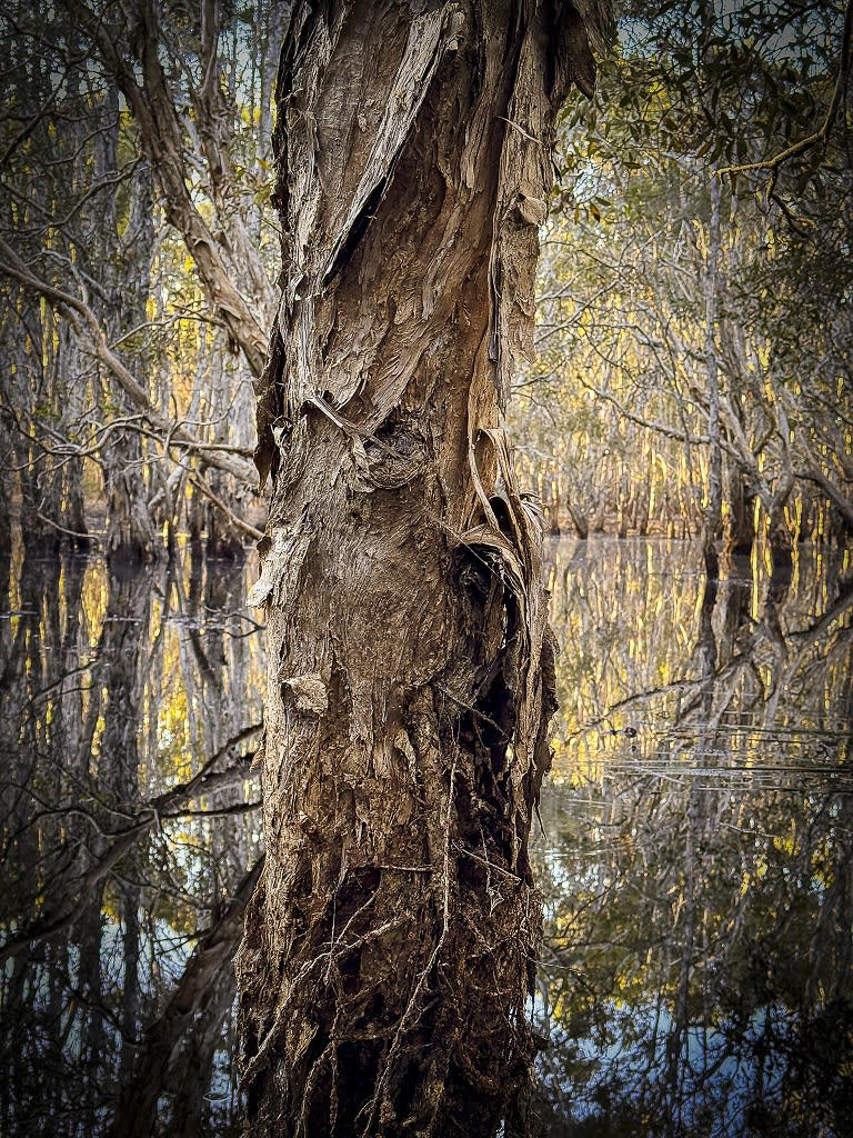 Hidden heroes: Australian tree bark microbes consume greenhouse & toxic ...