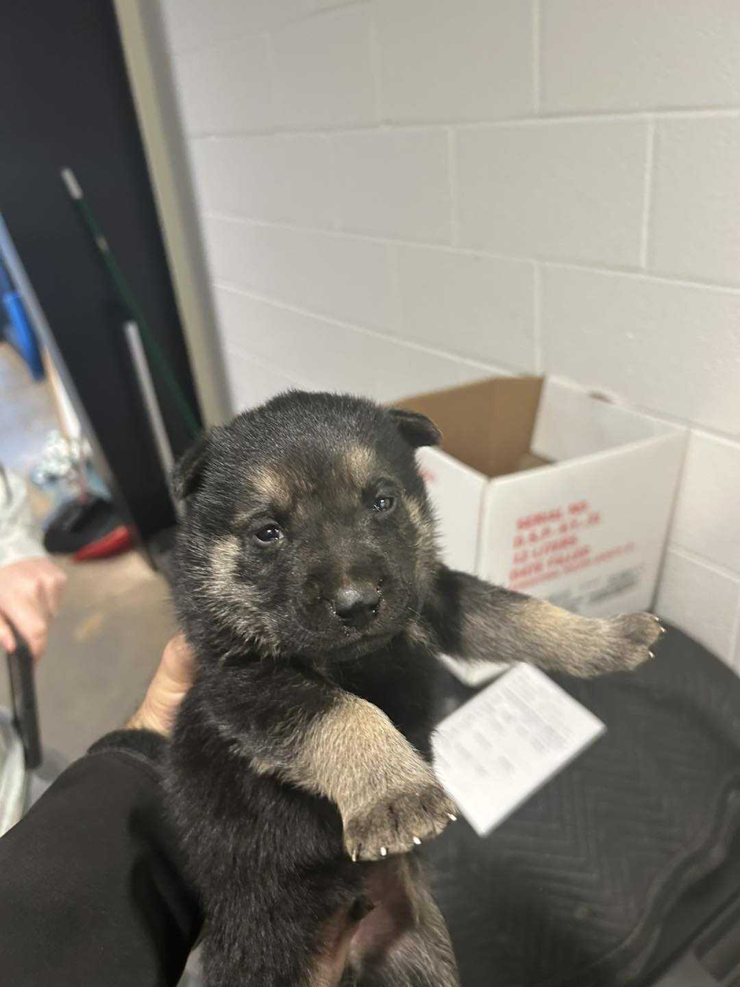Police looking for man who abandoned puppies outside Walmart, officers say