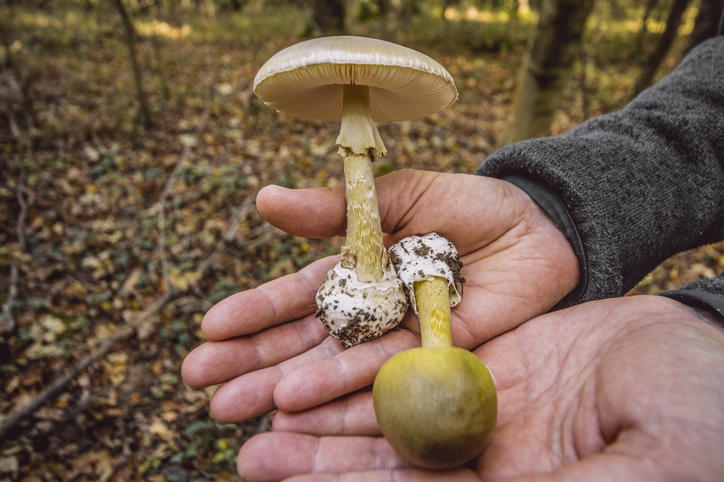 3 dead after foraging poisonous mushrooms in California: photos