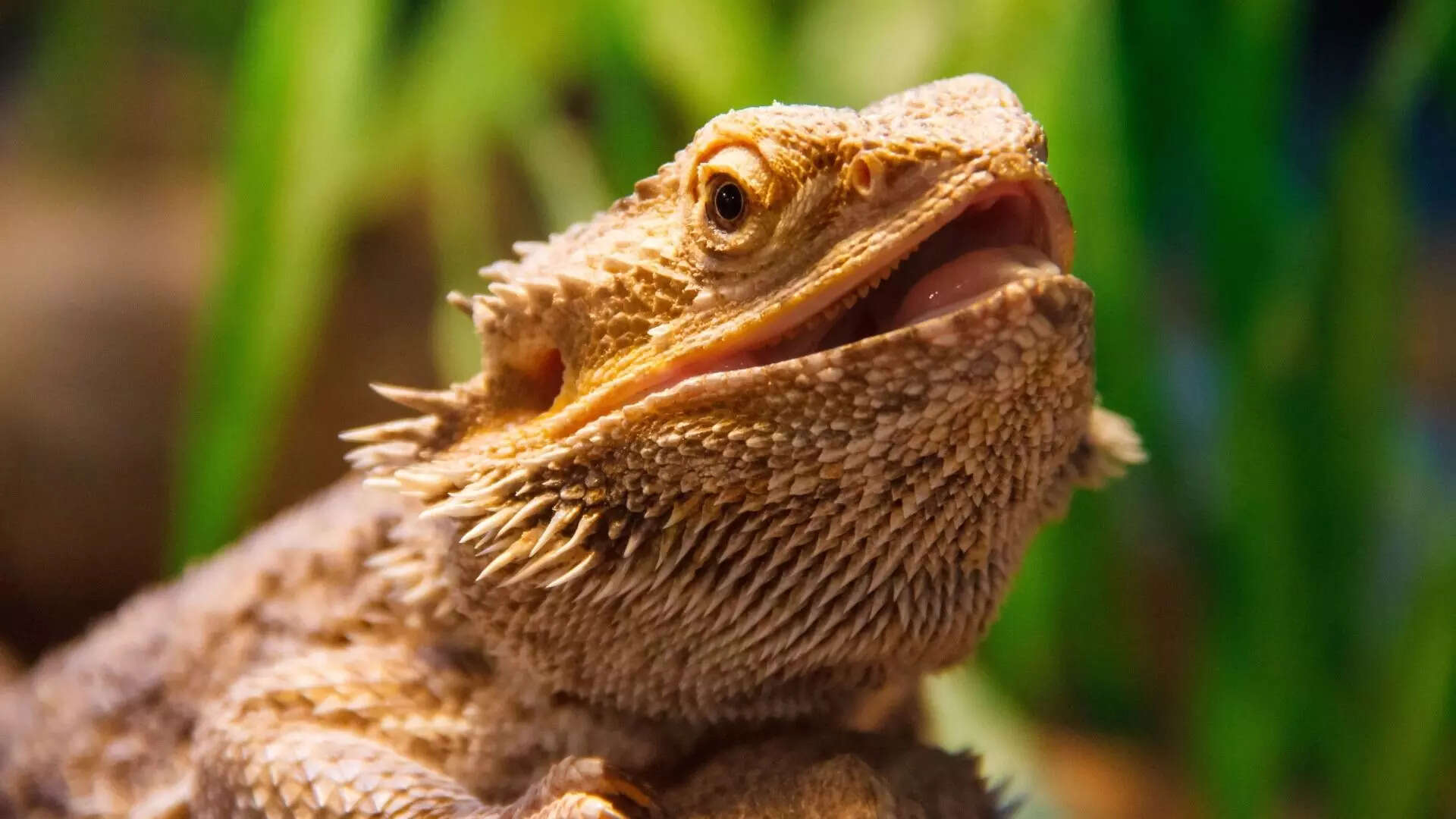 5 lizards that look like real-life dragons
