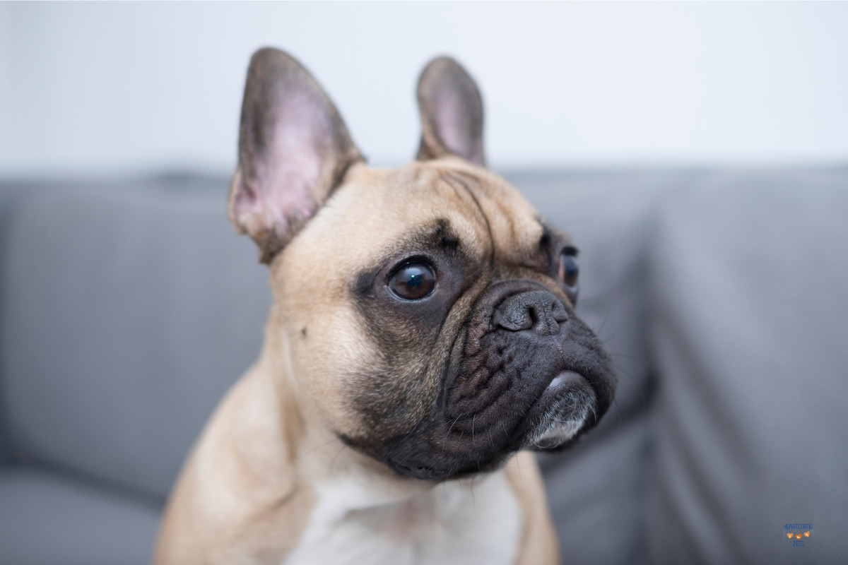 21 low-maintenance dog breeds perfect for busy people