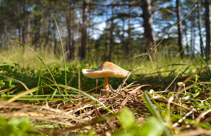 3 dead after foraging poisonous mushrooms in California: photos