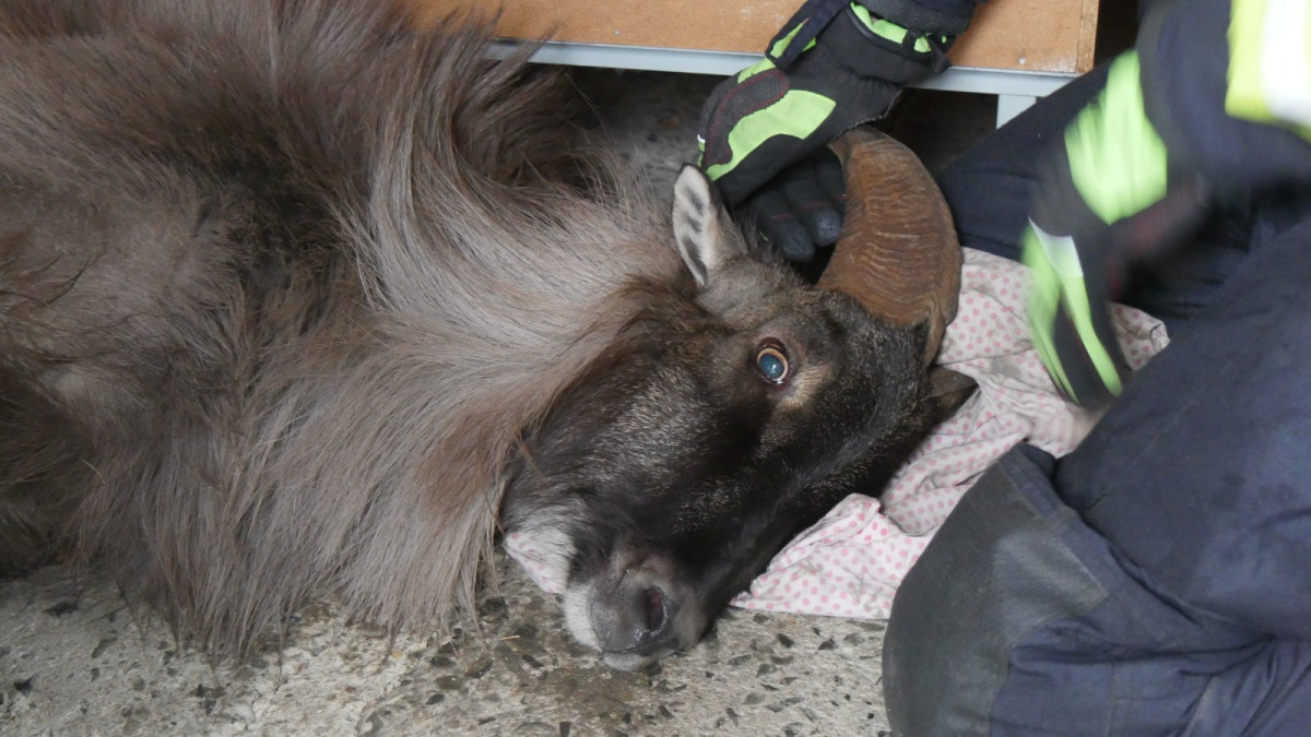 Zaběhnutá exotická koza se týdny toulala po horách. Hasiči ji odchytili ...