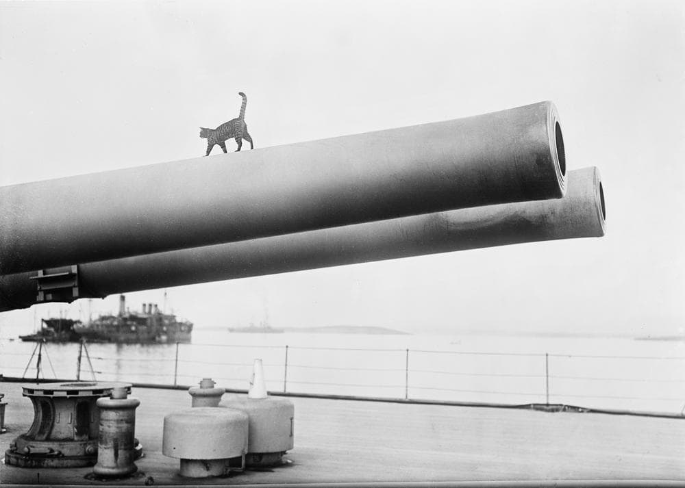 9 forgotten animal war heroes of the 20th century
