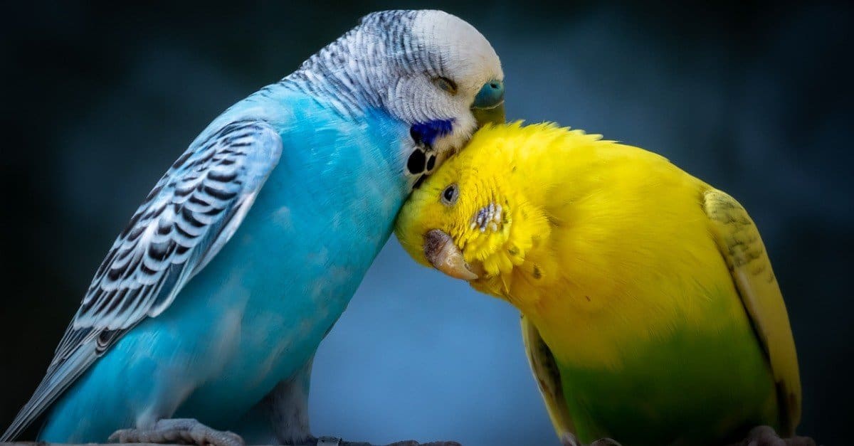 The smartest parrots on Earth might rival our own intelligence