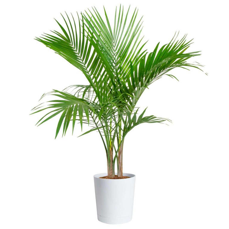 Your foolproof guide to indoor palm plant care