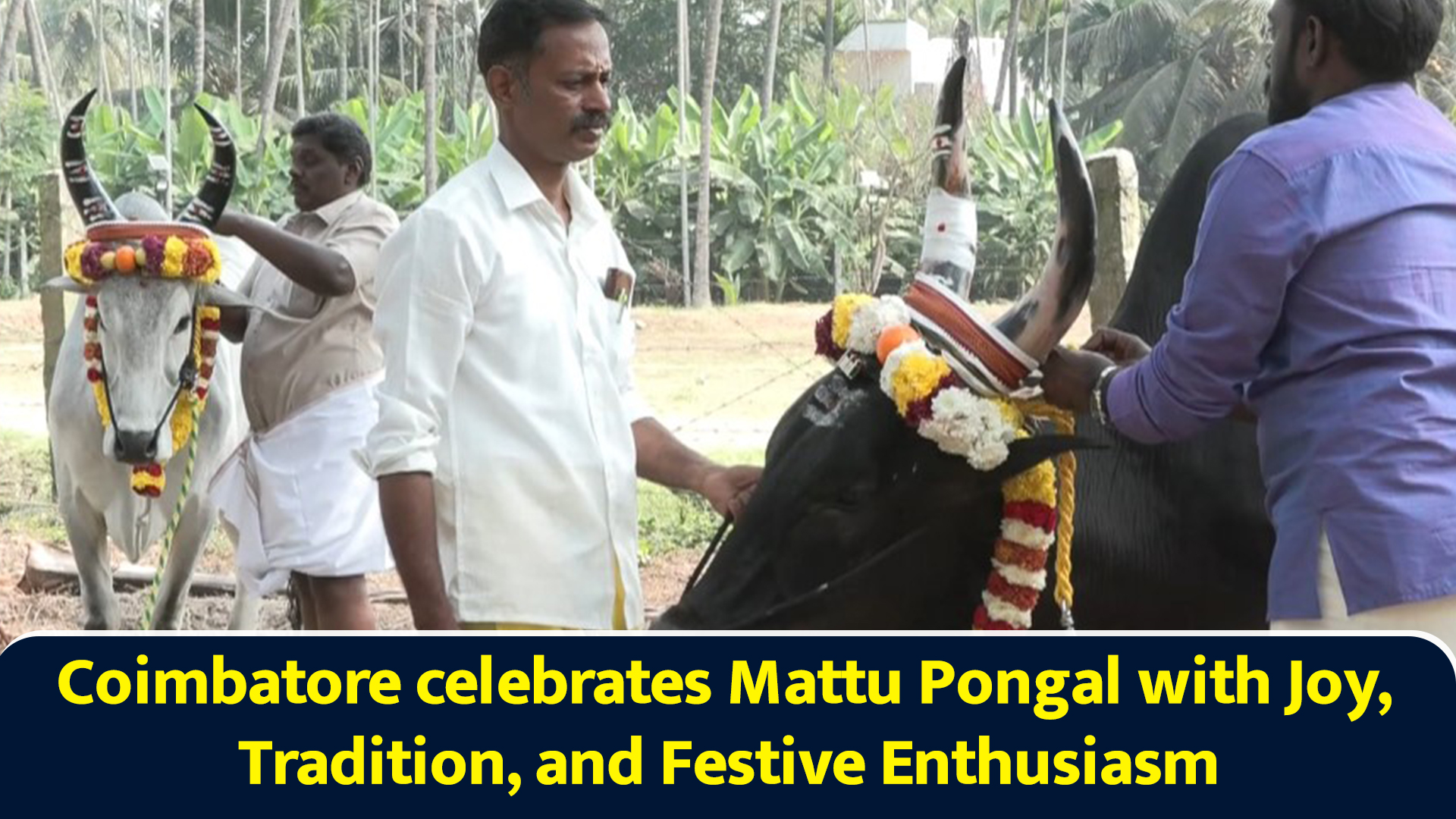 Coimbatore celebrates Mattu Pongal with joy, tradition, and festive ...