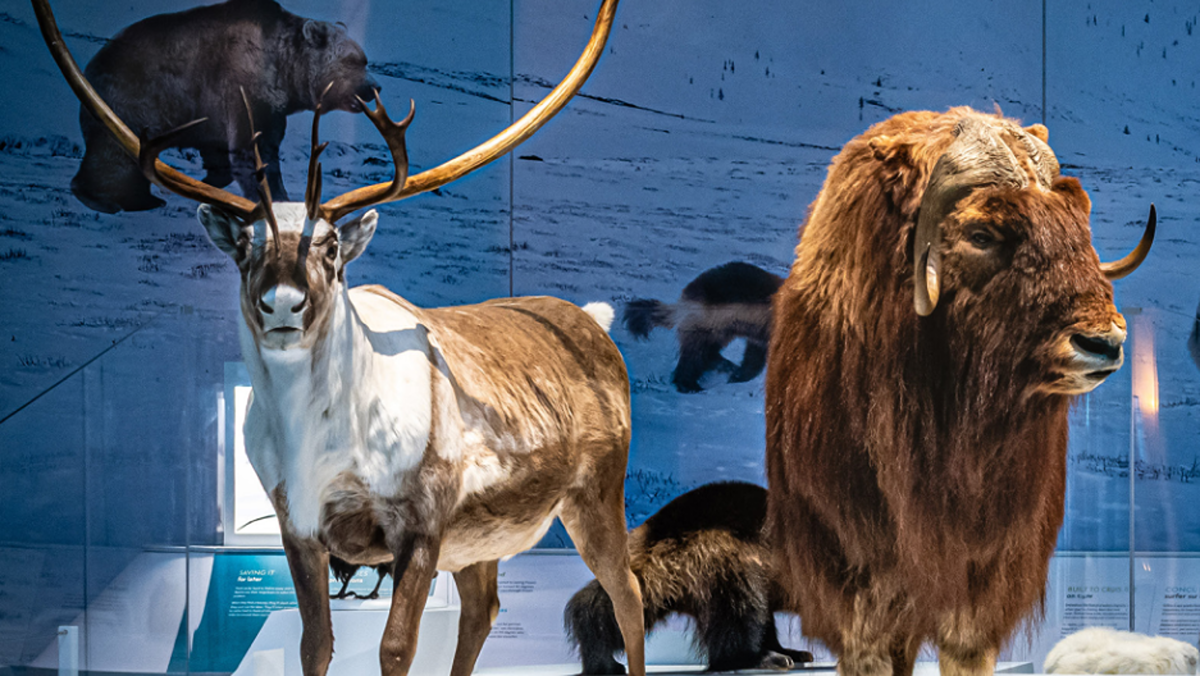 Step back 80,000 years with this stunning Ice Age experience opening in ...