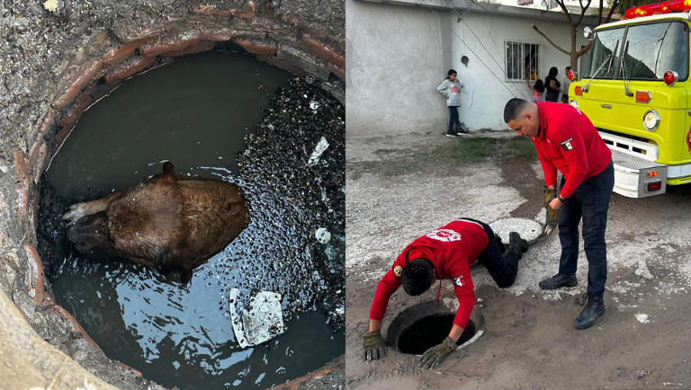 Rescatan a perrito con hipotermia que cayó en alcantarilla sin tapa en ...