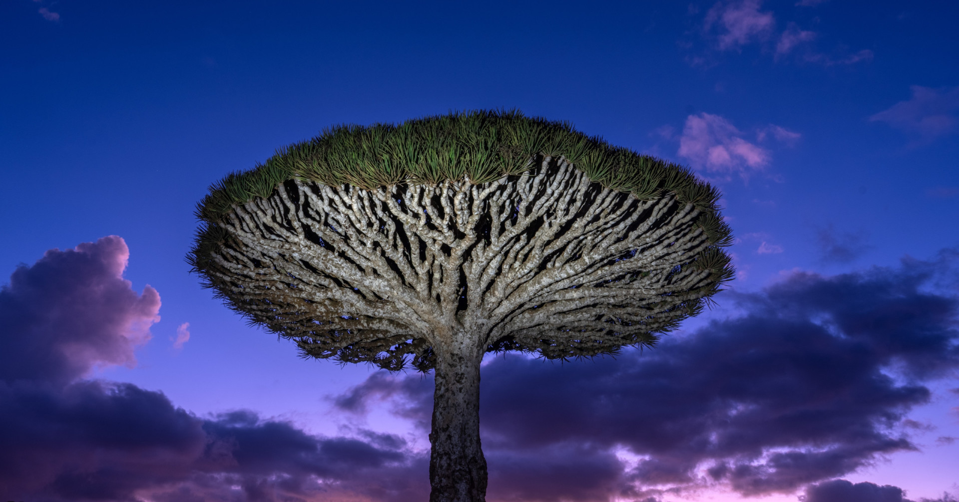 Socotra Island: the most 'alien' place on Earth
