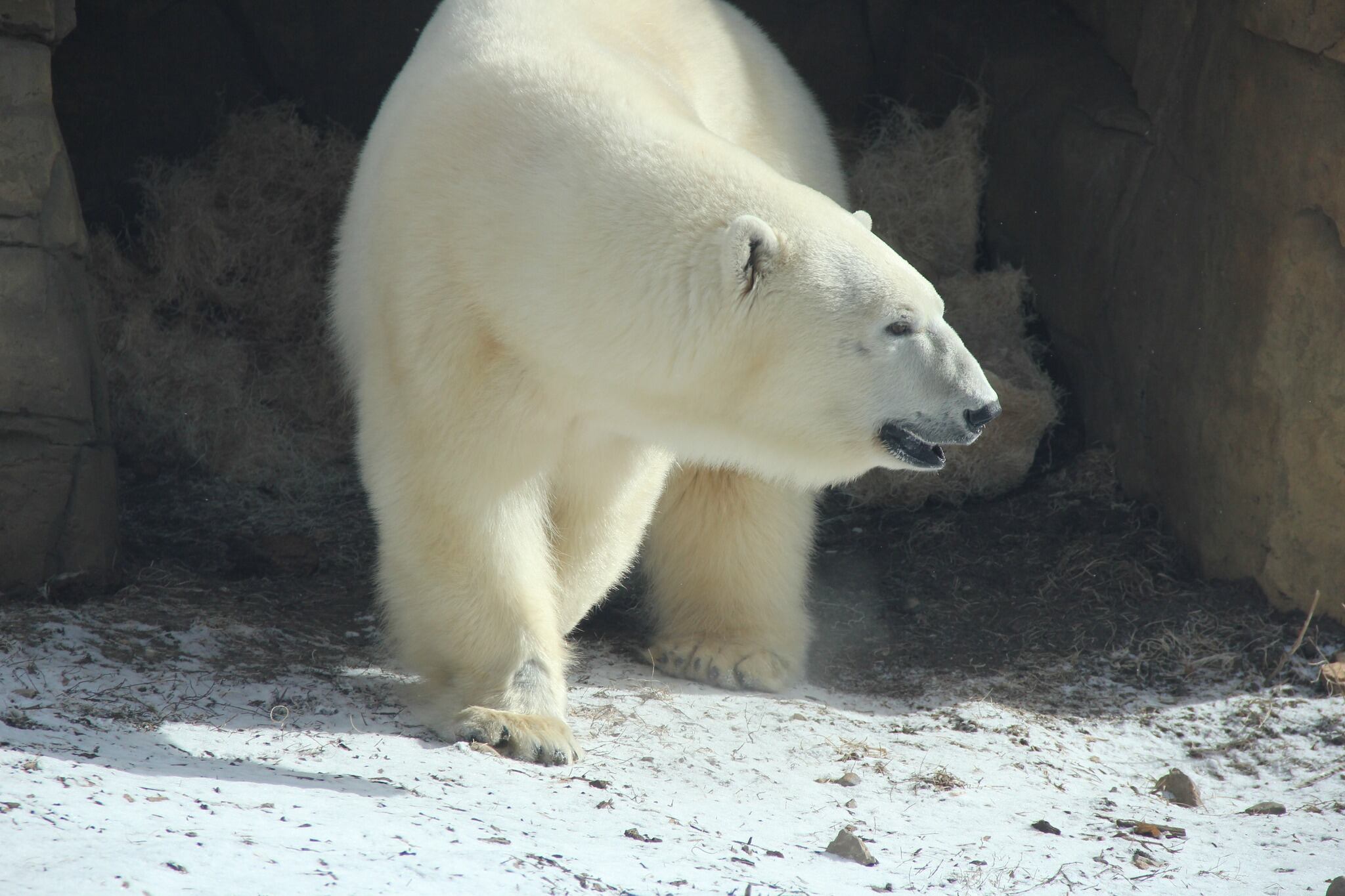 Polar bear Nora arrives at Henry Vilas Zoo
