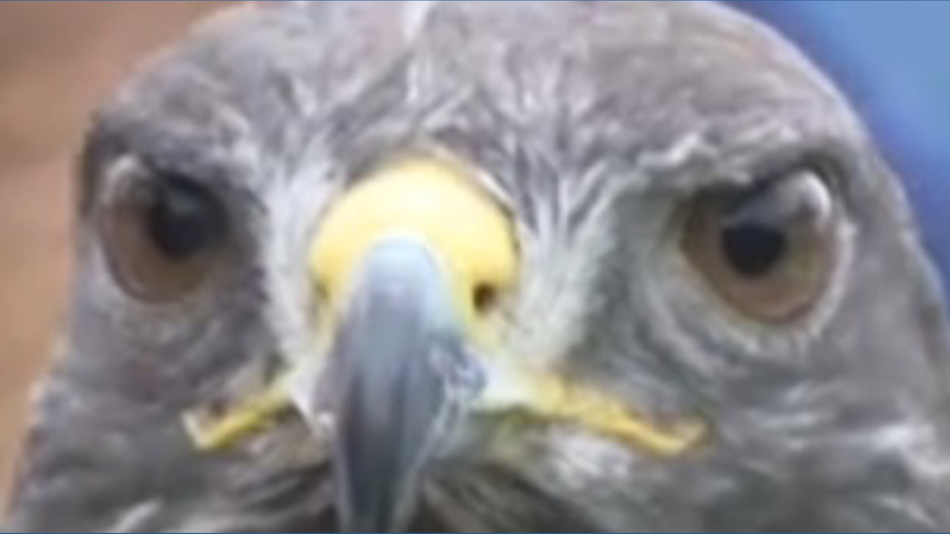 The Seahawks’ Taima lives in Spokane