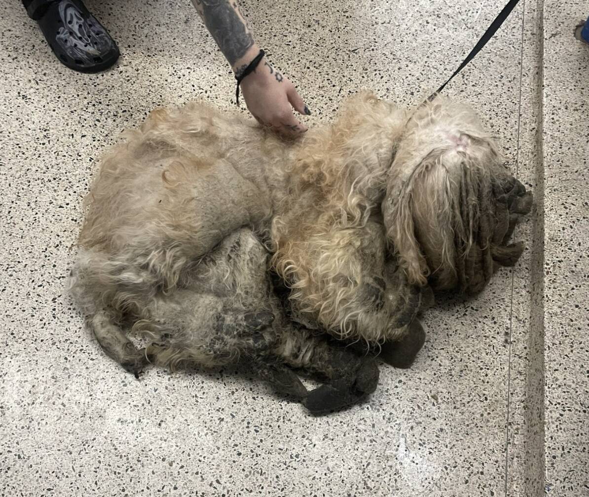Rescuers shave severely matted dog and reveal handsome face underneath