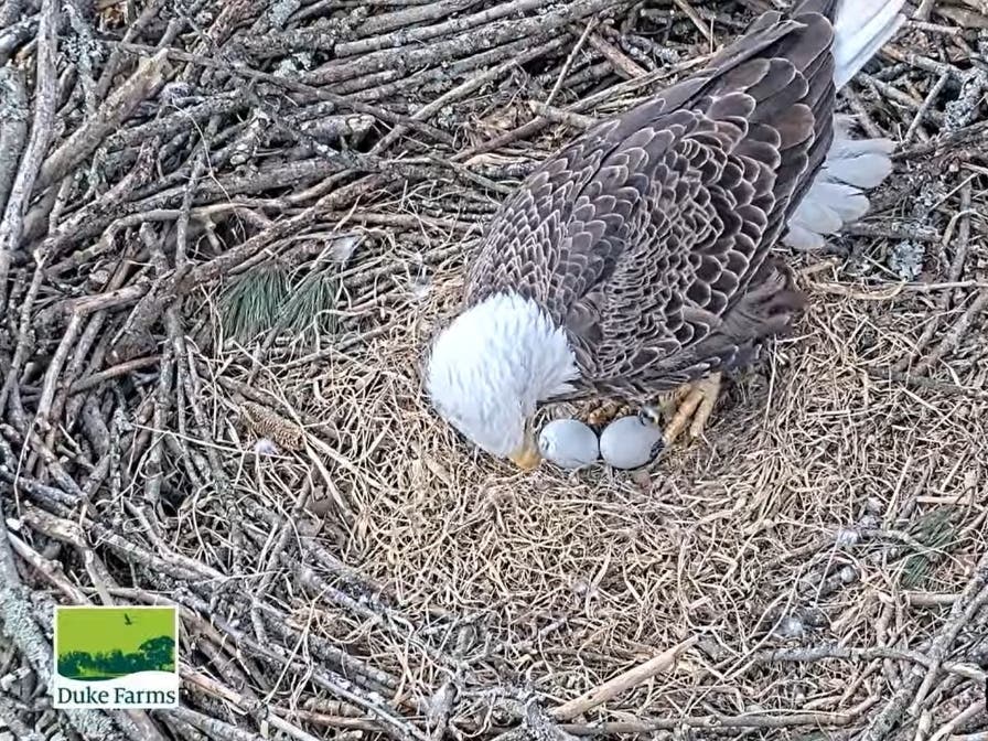 2nd bald eagle egg of 2026 laid at Duke Farms in Hillsborough