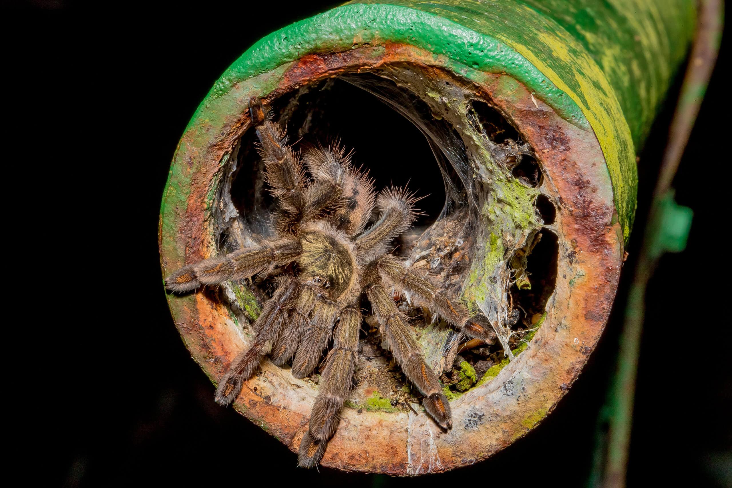 From pink toes to trapdoors: What sets Caribbean tarantulas apart from ...
