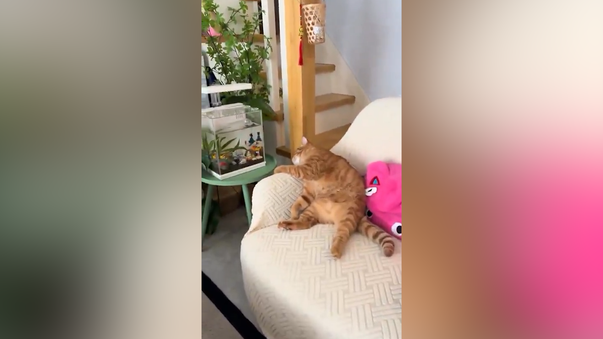 He got sleepy after watching the fish for so long 😂