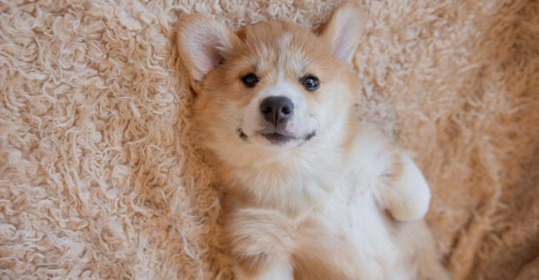 Rullar din hund runt och visar magen? Här är vad den egentligen ...