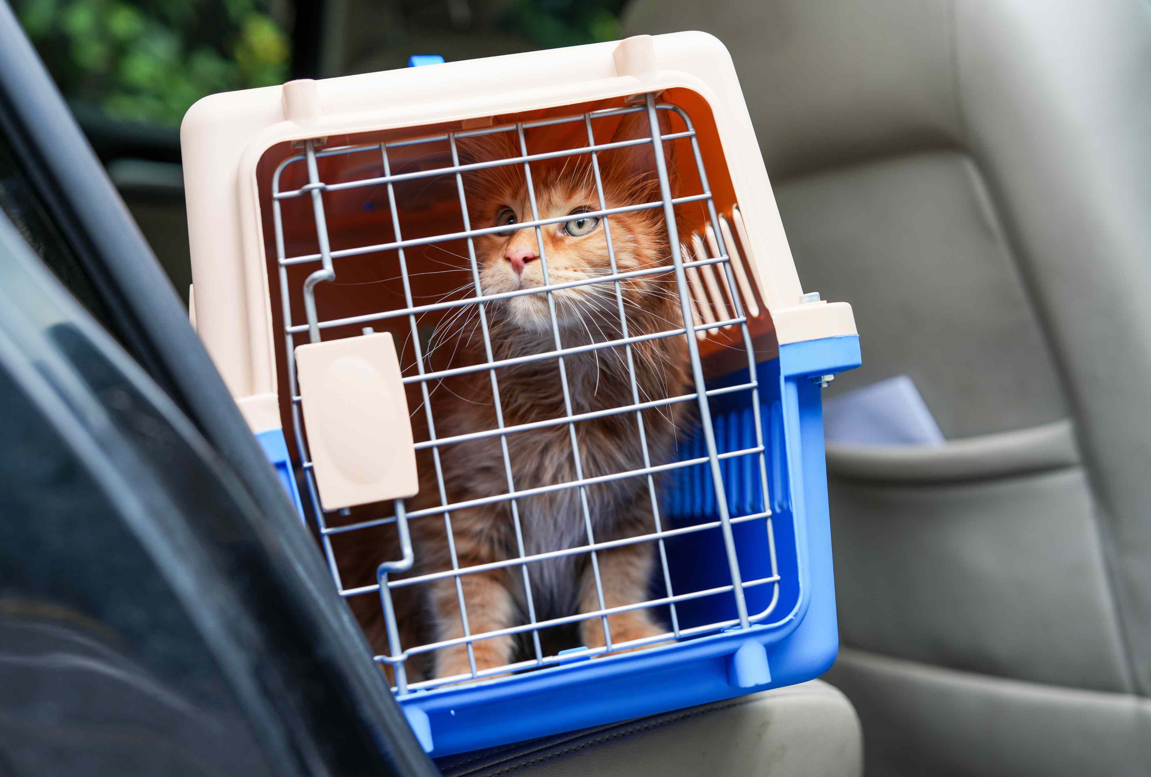 Traveling with pets this summer? Try these road trip game-changers