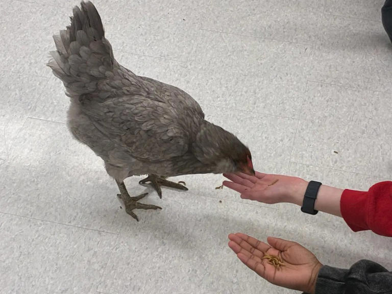 Chicken and solar power: RUSD girls learn STEM at GEMS conference