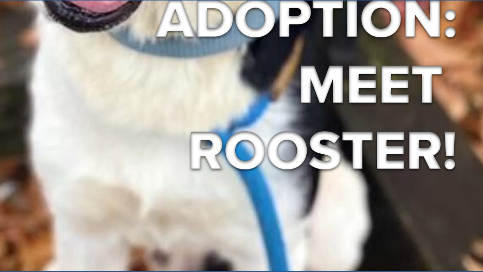 Pet for adoption: Rooster