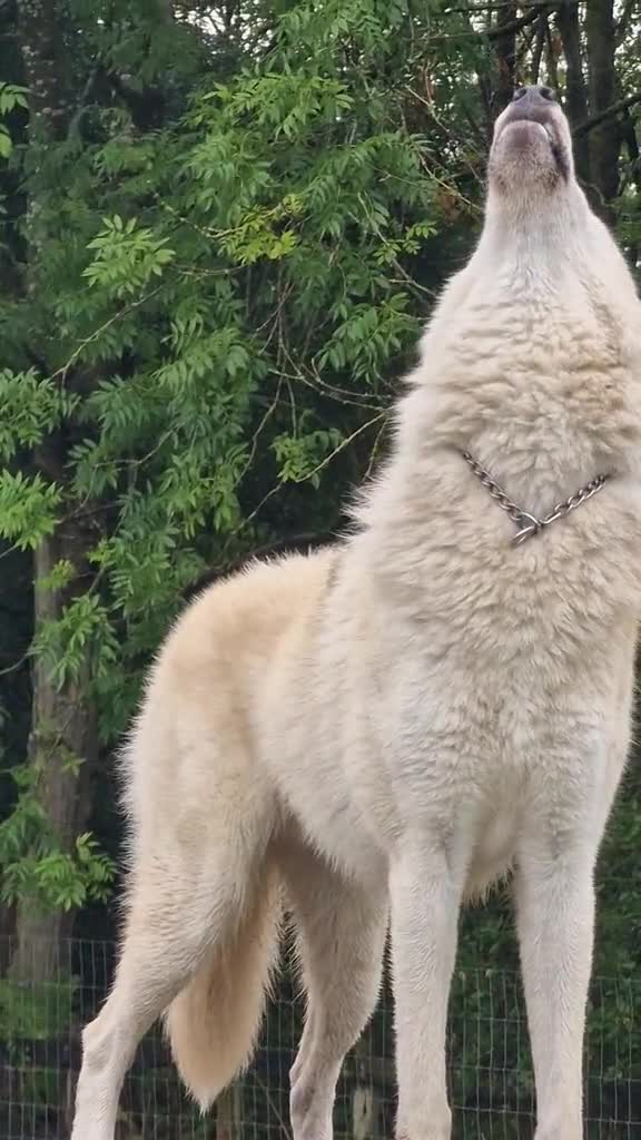 Sully the Arctic wolf shows off his haunting howl