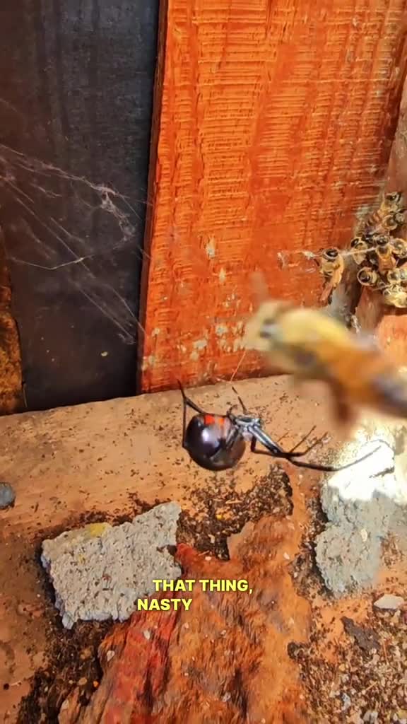 Huge hidden beehive in a wall and a surprise black widow