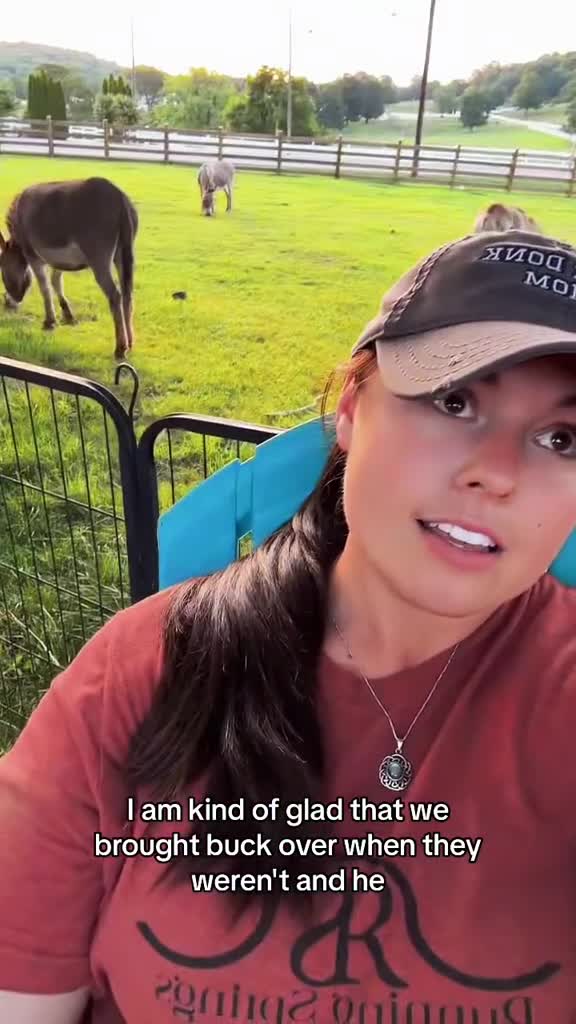 Mini donkey love update: Buck and the ladies are finally chill