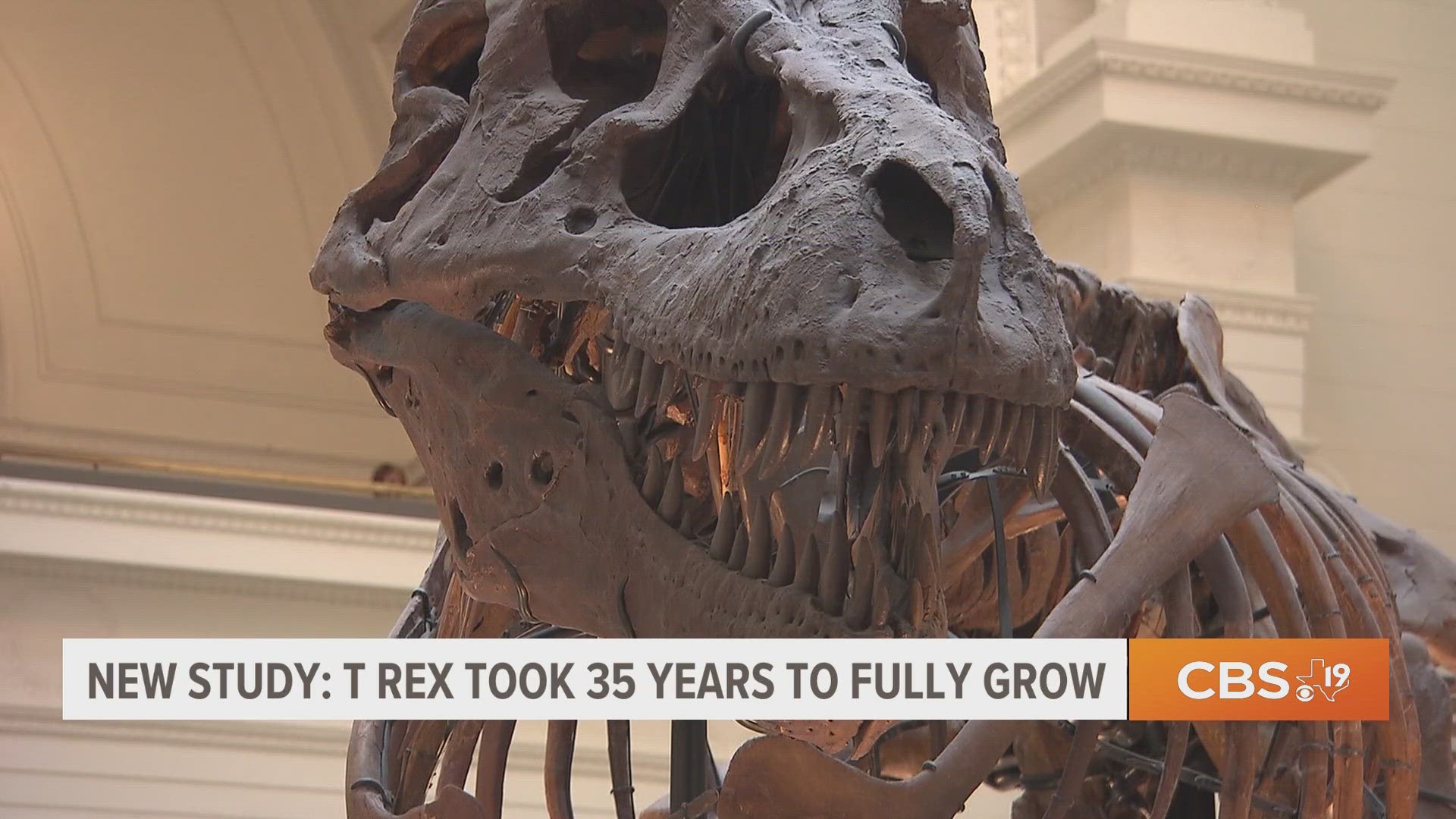 New study finds T-rex took 35 years to fully grow