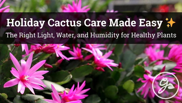 Holiday cactus care tips: Find the right water, light & humidity