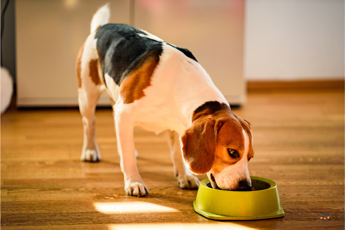 21 low-maintenance dog breeds perfect for busy people