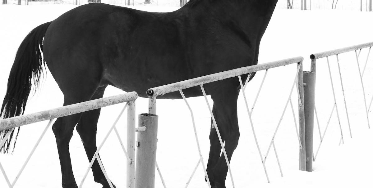 Black horse with a white face looks like he was dipped in milk