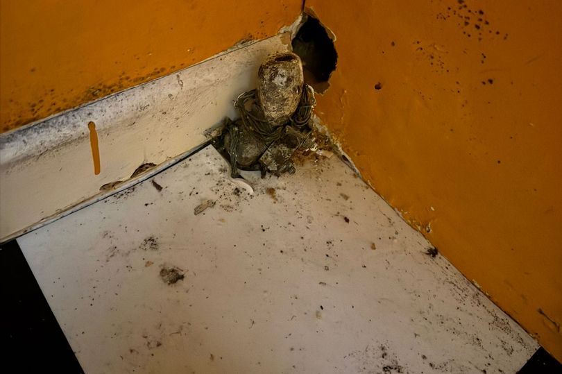 Lisburn mum 'forced to leave home' as rats chew large hole in her kitchen
