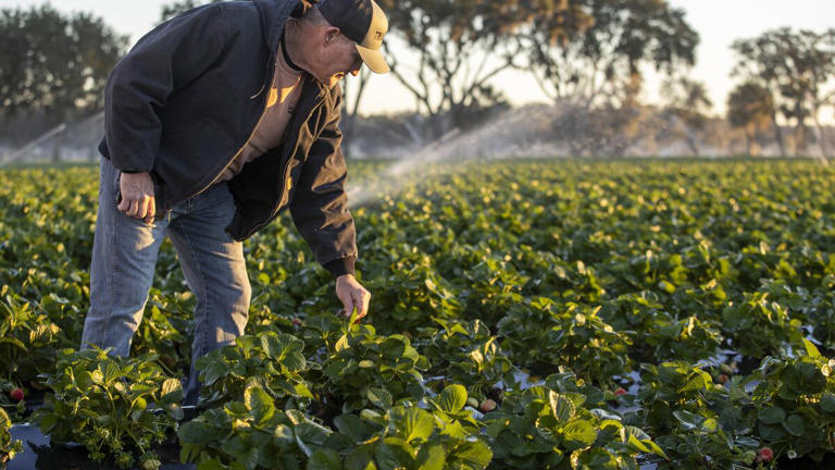 Tampa Bay bundles up for cold weather. But just how chilly was Friday ...