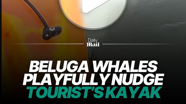 Whales gently nudge tourist's kayak in playful encounter
