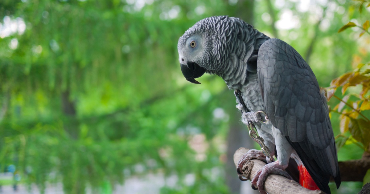 Alex the gray parrot helped change how the world thought of animal ...