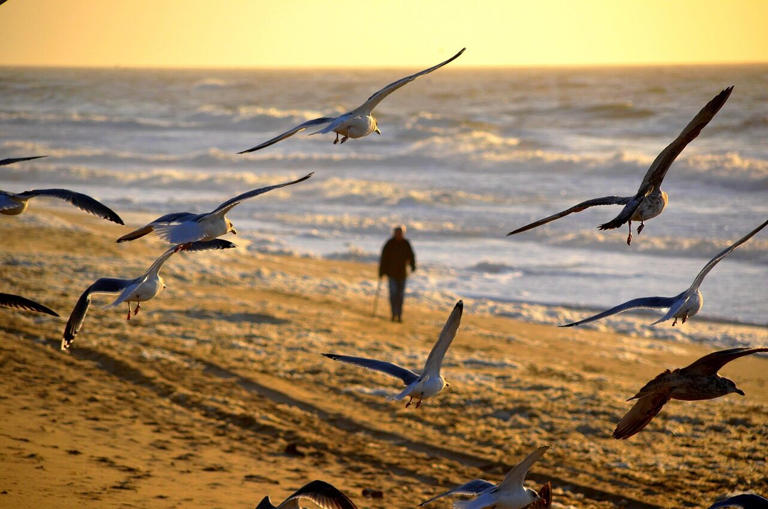 Why the viral bird theory has people arguing about shared human behavior