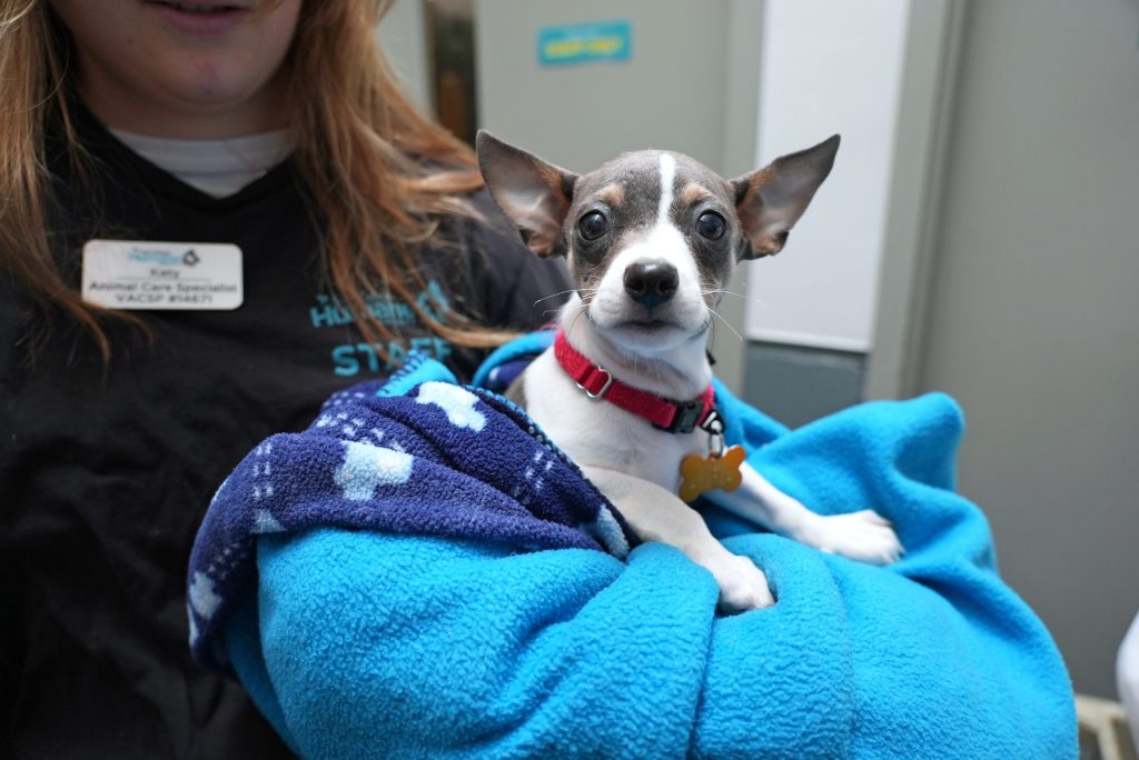More dogs rescued from La Mesa hoarder placed in foster homes