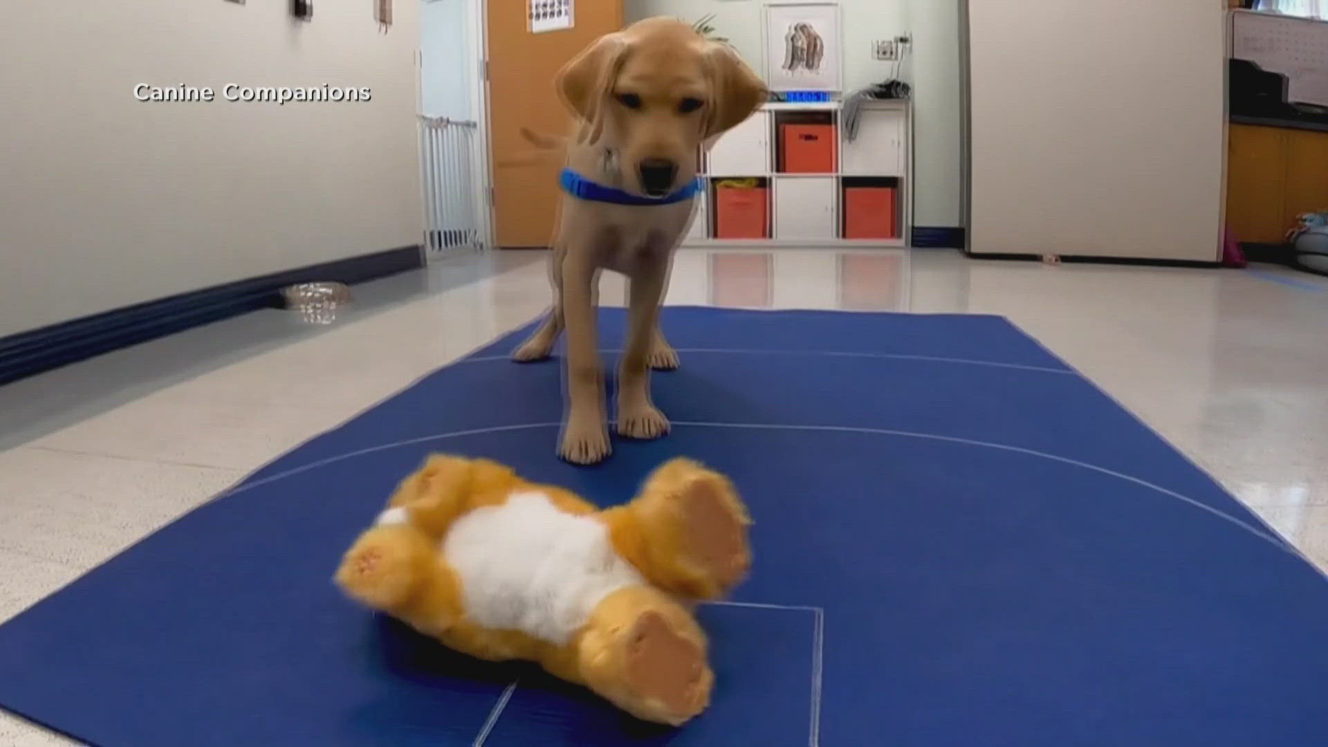 New study tests intelligence of dogs